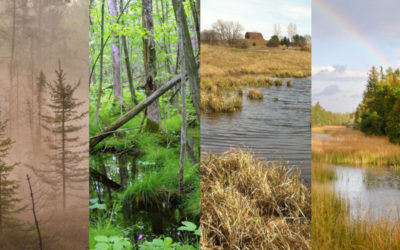 Wisconsin Wetlands Association | Helping people care for wetlands.