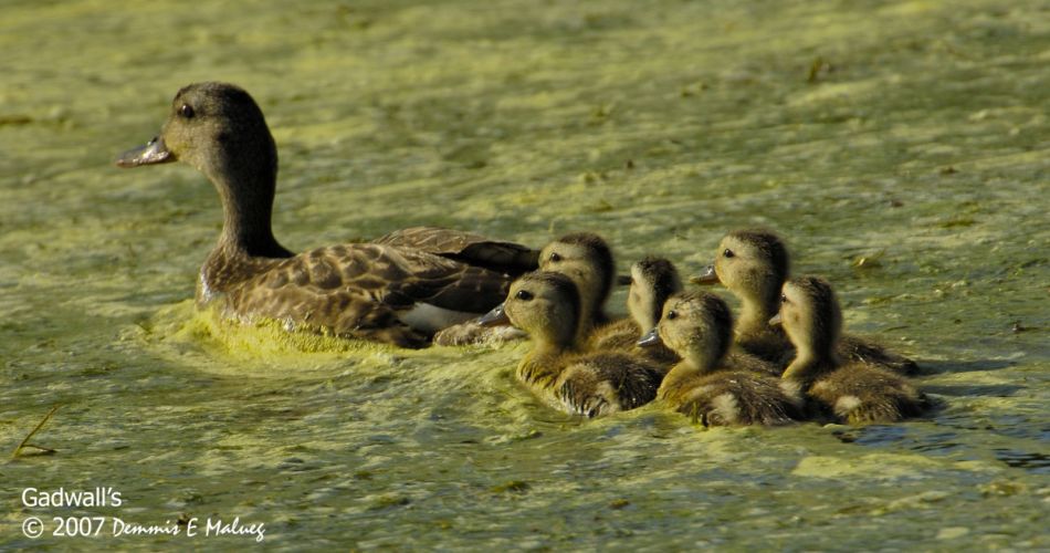 Home for Waterfowl | Wisconsin Wetlands Association